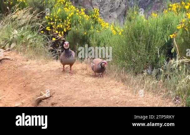A striking image capturing the wild Red-legged Partridge, Alectoris ...