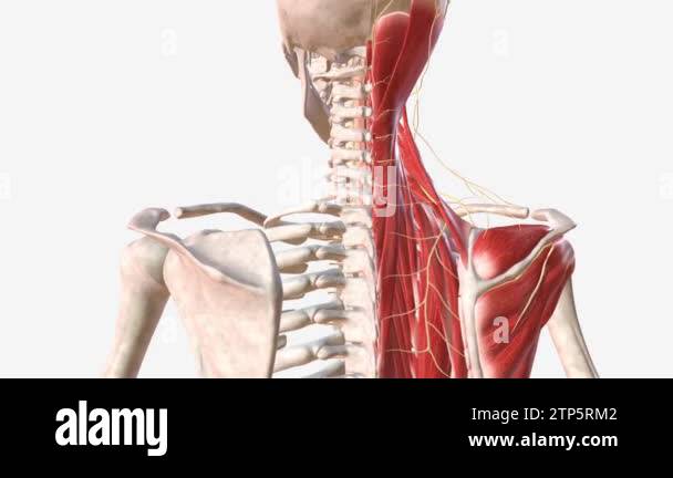 The neck muscles are innervated by various cervical nerves and their ...