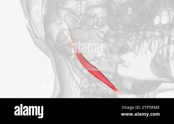 The stylohyoid muscle is a slender muscle, lying anterior and superior ...