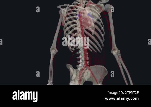 The first left lumbar artery passes posterior to the left crus of the ...