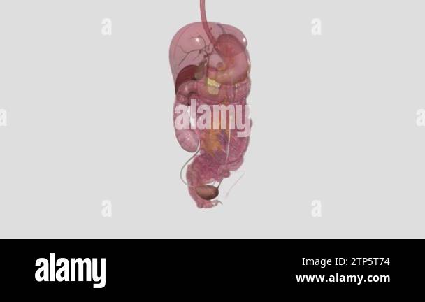 The urinary bladder is a temporary storage reservoir for urine. It is ...