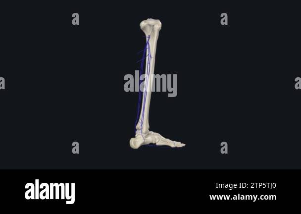 The deep venous system of the calf includes the anterior and posterior ...