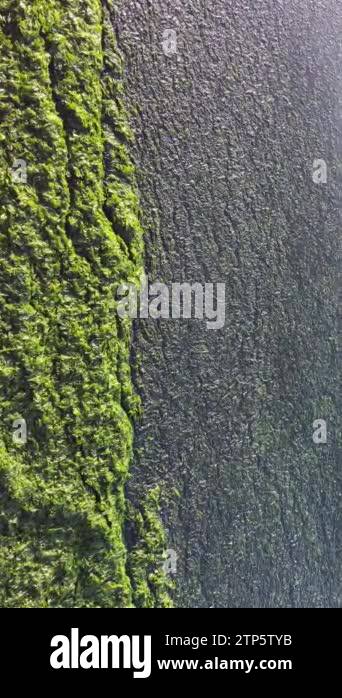 Seaweeds on the Seashore. Their Importance and Diversity in the ...