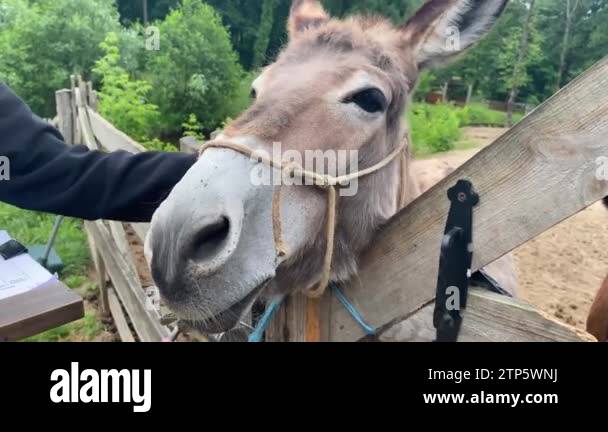 Pilgrim strokes a trusting donkey. Donkeys on the pasture. A donkey is ...
