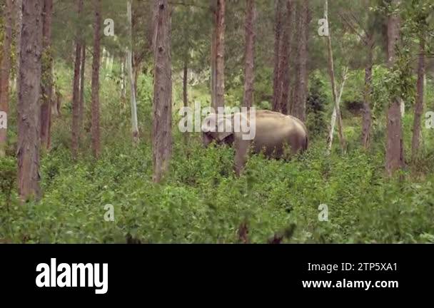 Wild Asian Elephant, Thailand Jungle. Endangered giant, powerful bull ...