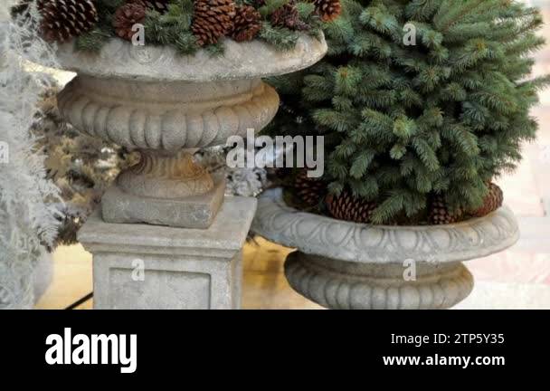 Vase tree trees Stock Videos & Footage - HD and 4K Video Clips - Alamy