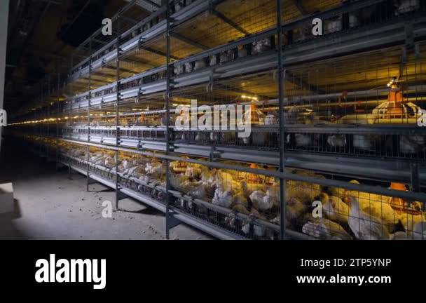 Battery cages Stock Videos & Footage - HD and 4K Video Clips - Alamy