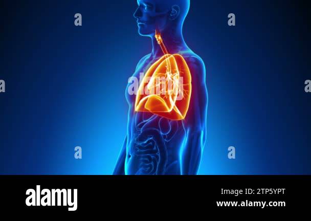 Human thorax anatomy Stock Videos & Footage - HD and 4K Video Clips - Alamy