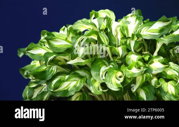Large hosta plant variety Stock Videos & Footage - HD and 4K Video ...