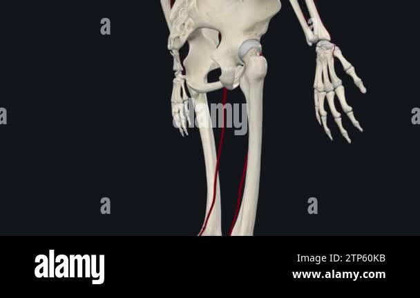 the femoral artery is a large blood vessel that provides oxygenated ...