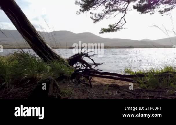 Scots Pine trees and roots at Lough Veagh in County Donegal - Ireland ...