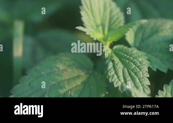 Fresh nettles. Basket with freshly harvested nettle plant. Urtica ...