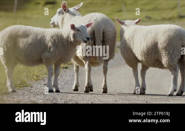 Content sheep Stock Videos & Footage - HD and 4K Video Clips - Alamy
