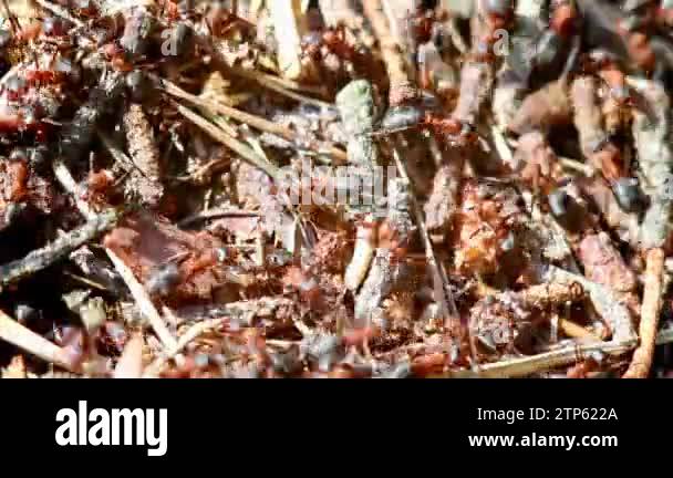 Ants building Stock Videos & Footage - HD and 4K Video Clips - Alamy