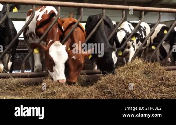 Modern livestock farm with dairy cows. Outdoor cowshed at dairy farm with herd of milking cows ...