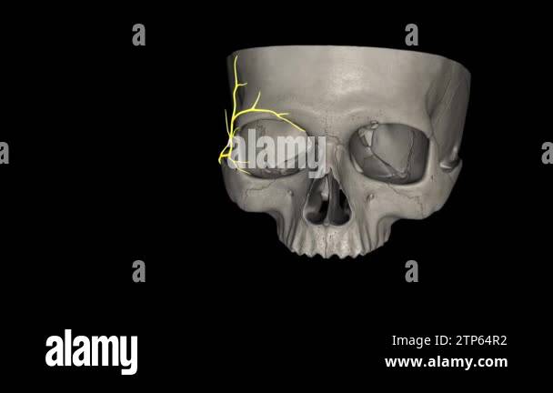 The temporal branch is the superior branch of the facial nerve Stock ...