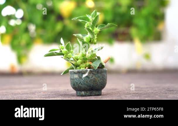 Dry ginseng root Stock Videos & Footage - HD and 4K Video Clips - Alamy