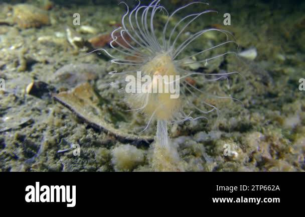 Nodding Hydroid (Corymorpha nutans Stock Video Footage - Alamy