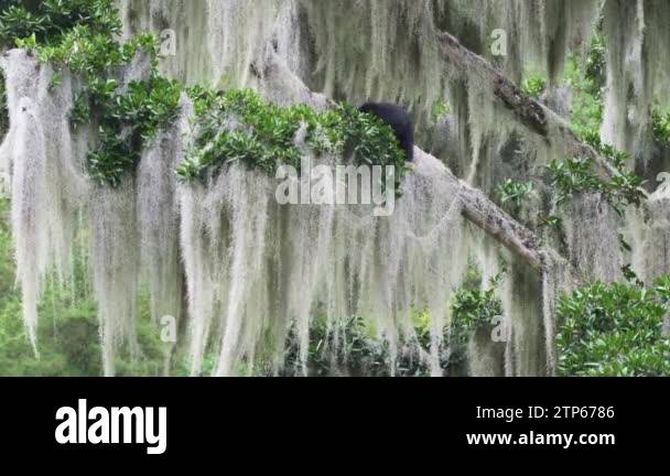 spectacled bear, Tremarctos ornatus, native to the forests of the ...