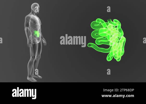 skeleton posterior view of human small intestine, out of body on grey ...