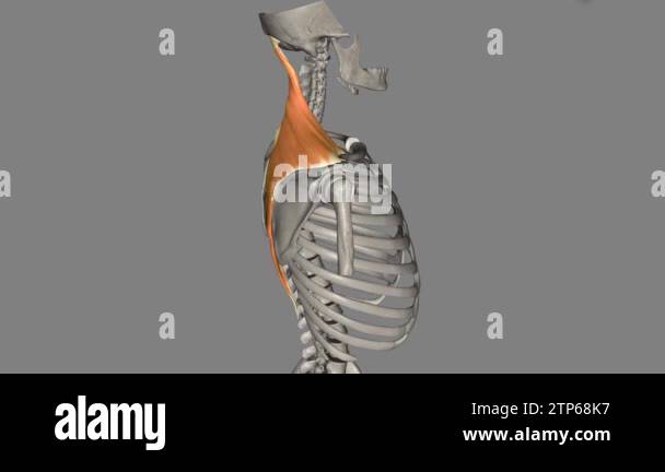 The trapezius is a broad, flat, superficial muscle extending from the ...