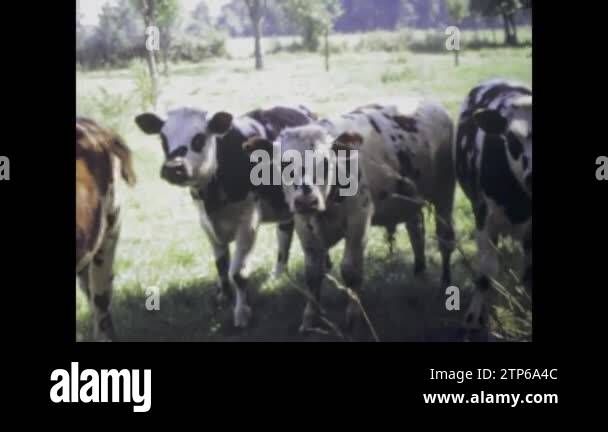 Paris, France june 1965: Historic footage of cows grazing peacefully on ...