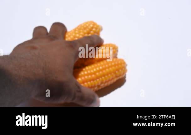 Corn cobs. Ear of corn isolated on white background. Corn Maize is a ...