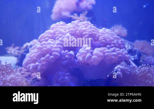 Beautiful sea flower in underwater world with corals and fish. Sea ...