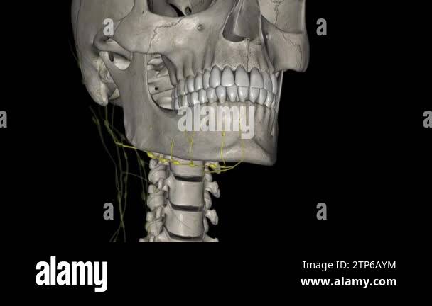 Submandibular node Stock Videos & Footage - HD and 4K Video Clips - Alamy