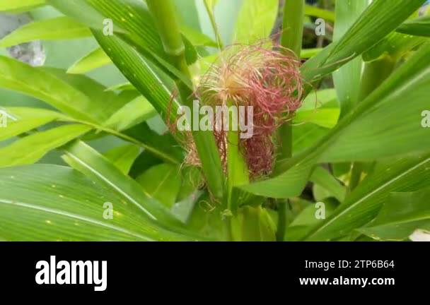 Cob tree Stock Videos & Footage - HD and 4K Video Clips - Alamy