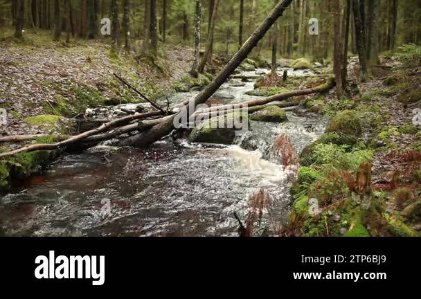Landscape rapid river fallen tree Stock Videos & Footage - HD and 4K ...