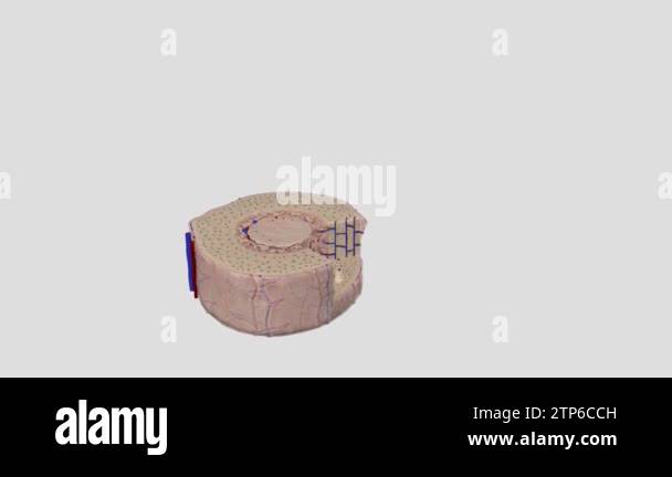 Compact bone (or cortical bone) forms the hard external layer of all ...