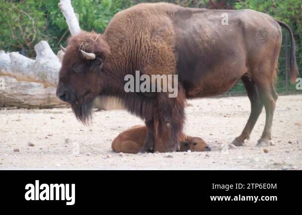 Female american buffalo bison Stock Videos & Footage - HD and 4K Video ...