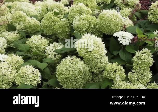 Flower medium shot Stock Videos & Footage - HD and 4K Video Clips - Alamy
