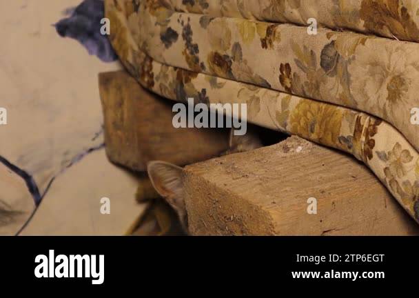 Angry cat. Veterinarian checks a den of stray cats in an abandoned ...