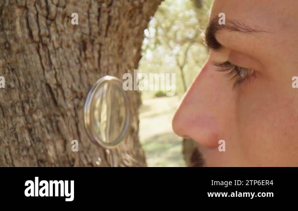 Looking glass tree Stock Videos & Footage - HD and 4K Video Clips - Alamy