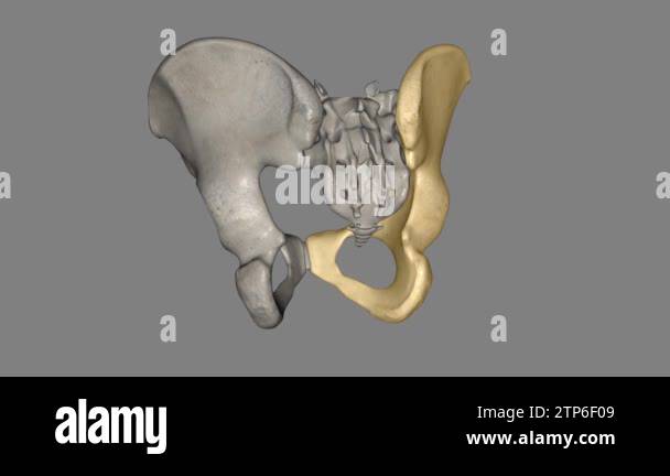 Pubis bone Stock Videos & Footage - HD and 4K Video Clips - Alamy