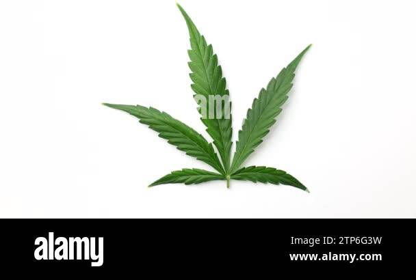 Ganja leaf Stock Videos & Footage - HD and 4K Video Clips - Alamy