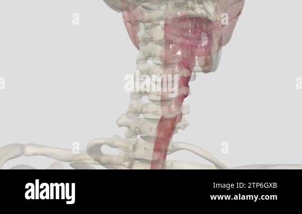 The laryngopharynx, also referred to as the hypopharynx, is the most ...