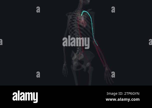 Forearm. Radial Artery The radial artery is one of two major blood ...