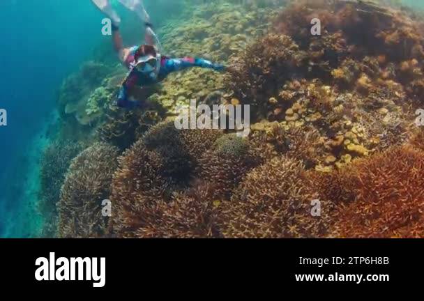 Female freediver swims underwater and explores vivid and healthy coral ...