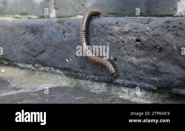Millipede millipede walk on stone Stock Videos & Footage - HD and 4K ...