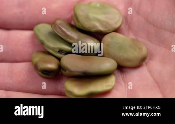 Dried faba beans Stock Videos & Footage - HD and 4K Video Clips - Alamy