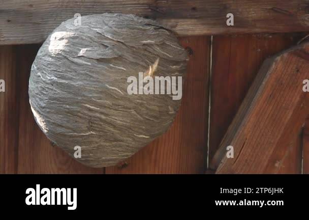 Life of insects. Wasps are flying. A wooden door with an aspen socket ...