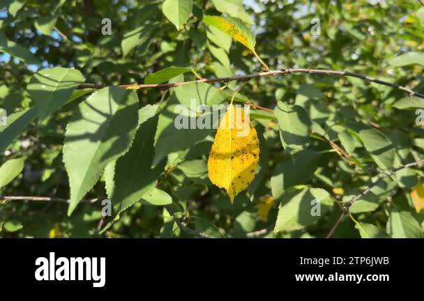 Cherry leaf spot caused by Blumeriella jaapii fungus. Yellow leaf ...