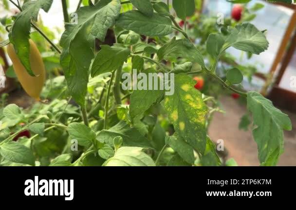 Tomato leaf mold caused by the fungus Passalora fulva or Cladosporium ...