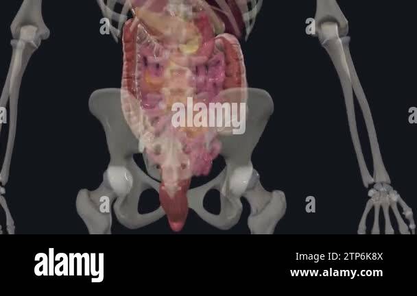 The colon, which forms most of the large intestine, is a tube of ...
