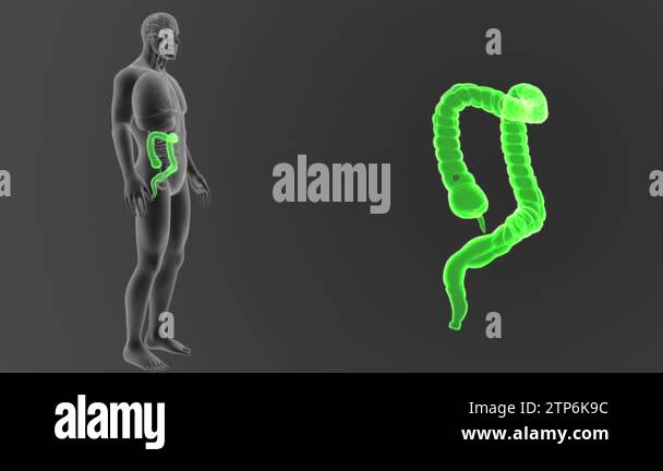 skeleton posterior view of human large intestine, out of body on grey ...
