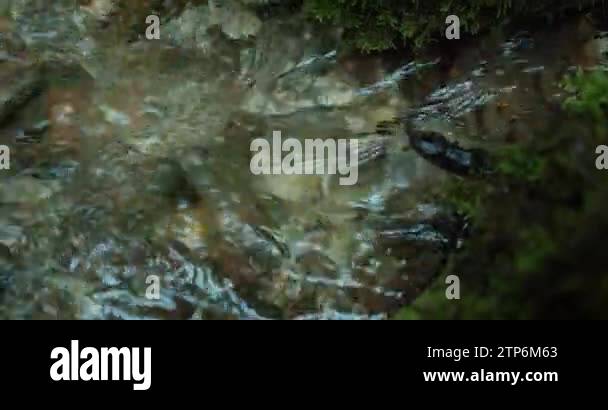 Womans hands draw water from the fast river into the palms. World water ...