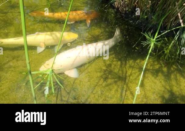 Freshwater fish pond Stock Videos & Footage - HD and 4K Video Clips - Alamy
